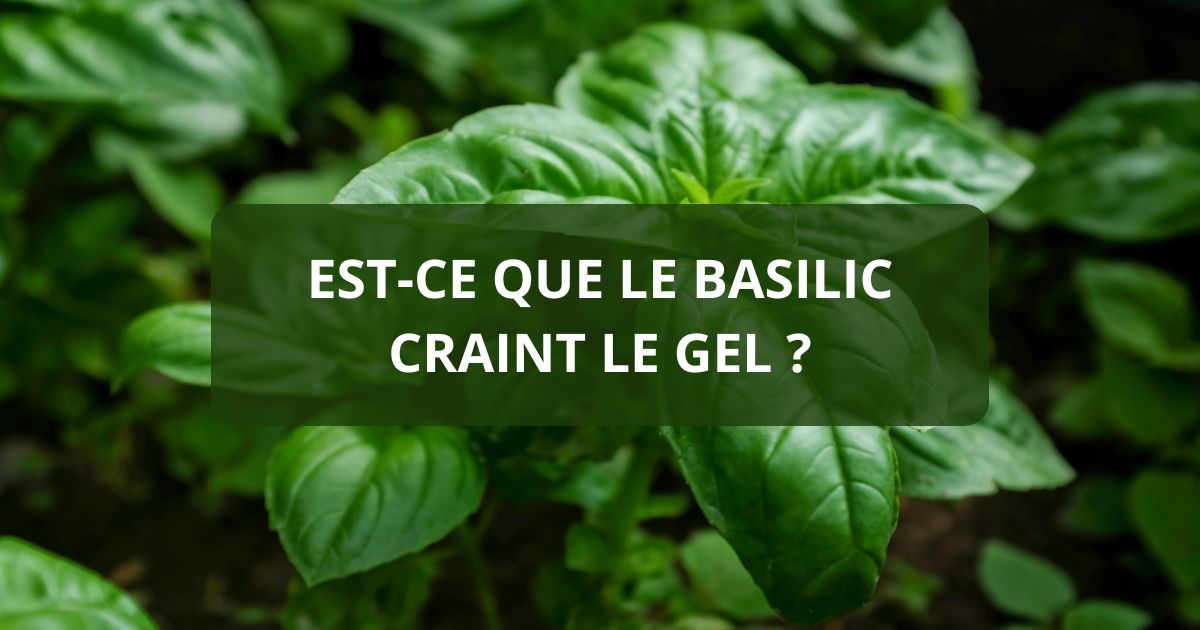 Est-ce que le basilic craint le gel ? – Cultivea