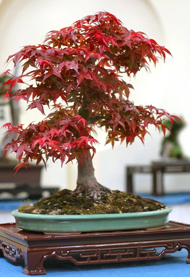 Bonsaï Red Maple : l’arbre d’intérieur idéal pour une touche élégante ...