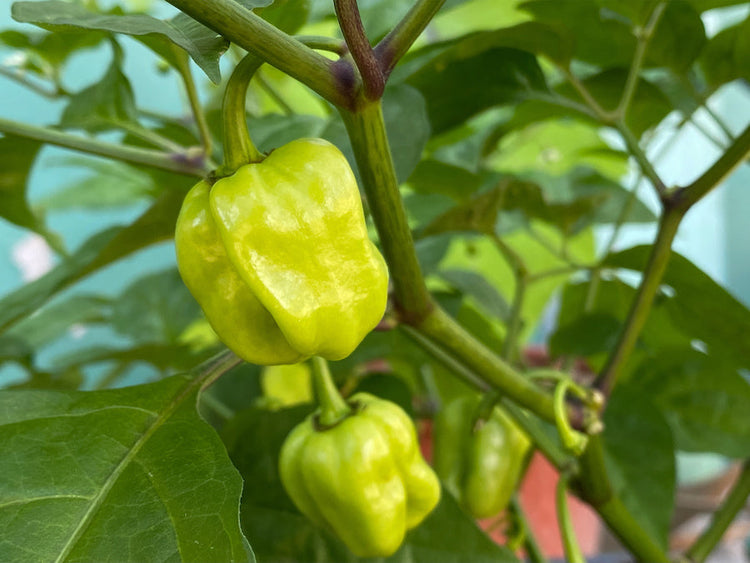 Cultiver des piments en pot : nos conseils pour une récolte réussie ...