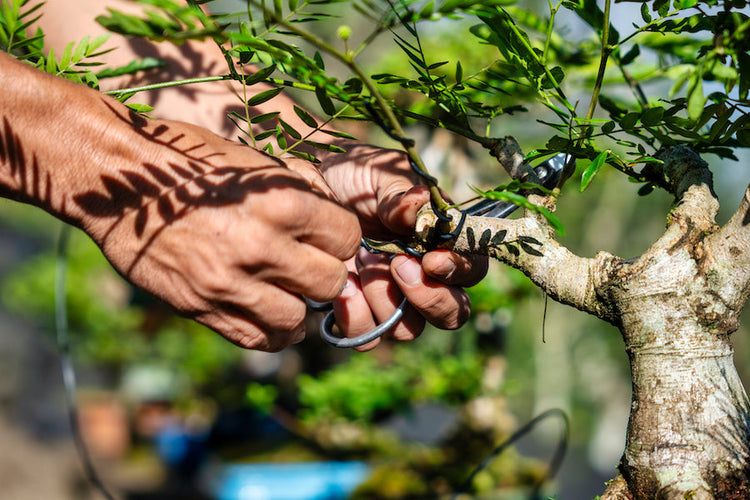 10 clés pour maîtriser l’art de la culture du bonsaï chez vous – Cultivea