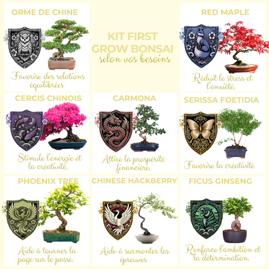 Kit First Bonsai Phoenix Tree – Cultivea