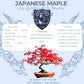 Kit First Bonsai Japanese Maple – Cultivea