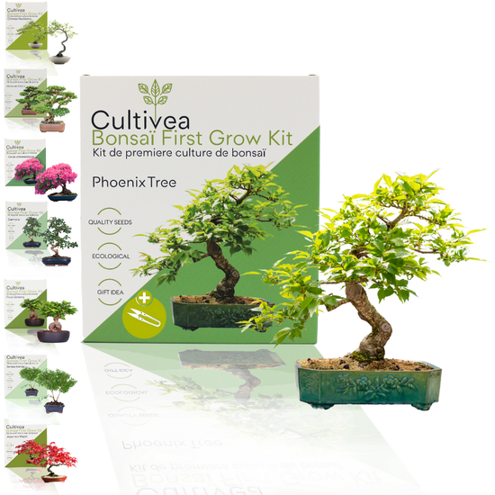 Kit First Bonsai Phoenix Tree – Cultivea