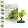 Kit First Bonsai Phoenix Tree – Cultivea