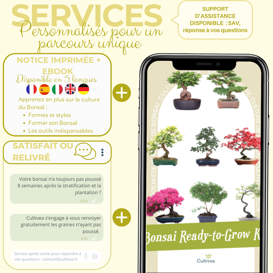 Kit First Bonsai Phoenix Tree – Cultivea