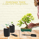 Kit First Bonsai Phoenix Tree – Cultivea