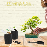 Kit First Bonsai Phoenix Tree – Cultivea