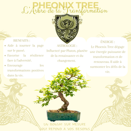 Kit First Bonsai Phoenix Tree – Cultivea